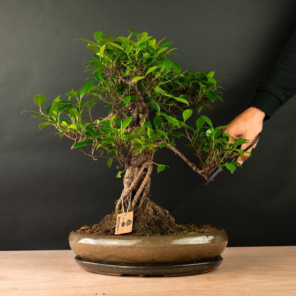 Bonsai bomen – Pagina 2 – Bonsaiwonder