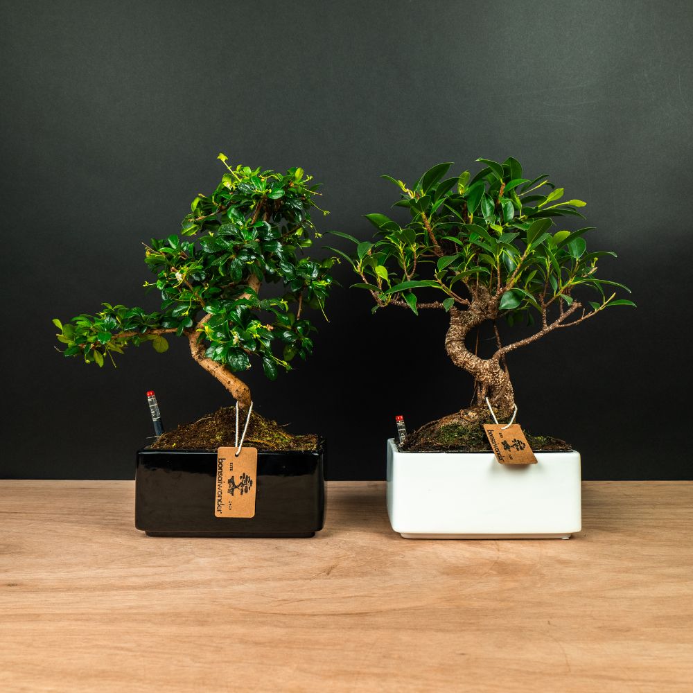 Easy Care Bonsai - Easy to care for bonsai trees | Bonsaiwonder®
