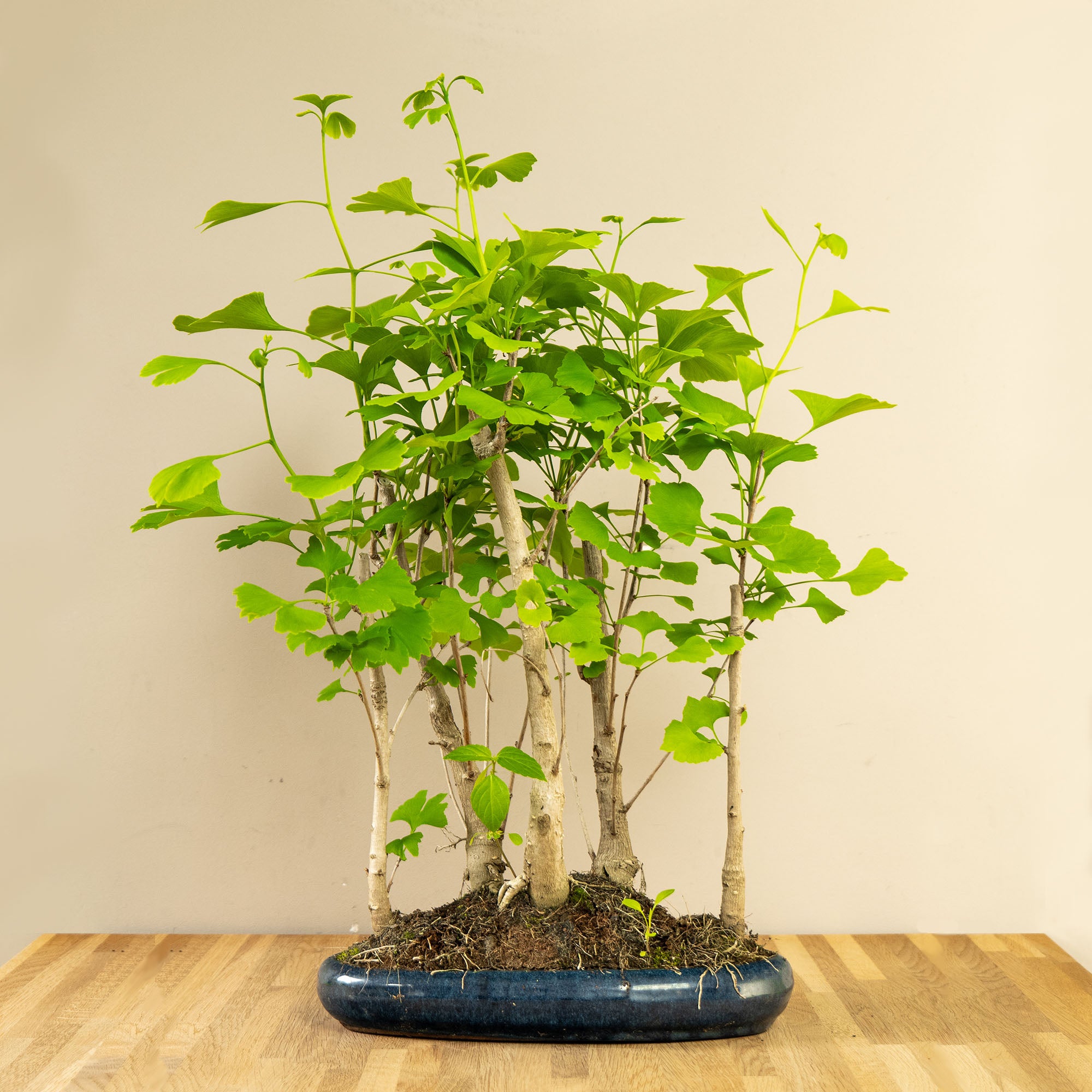 Ginkgo – bonsaiwonder®