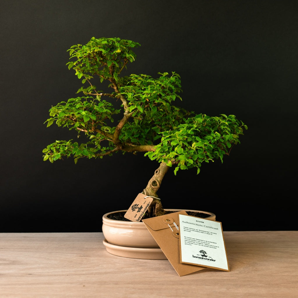 Nummerierte Bonsai-Kollektion – Kaufen Sie hier einzigartige Bonsais ...