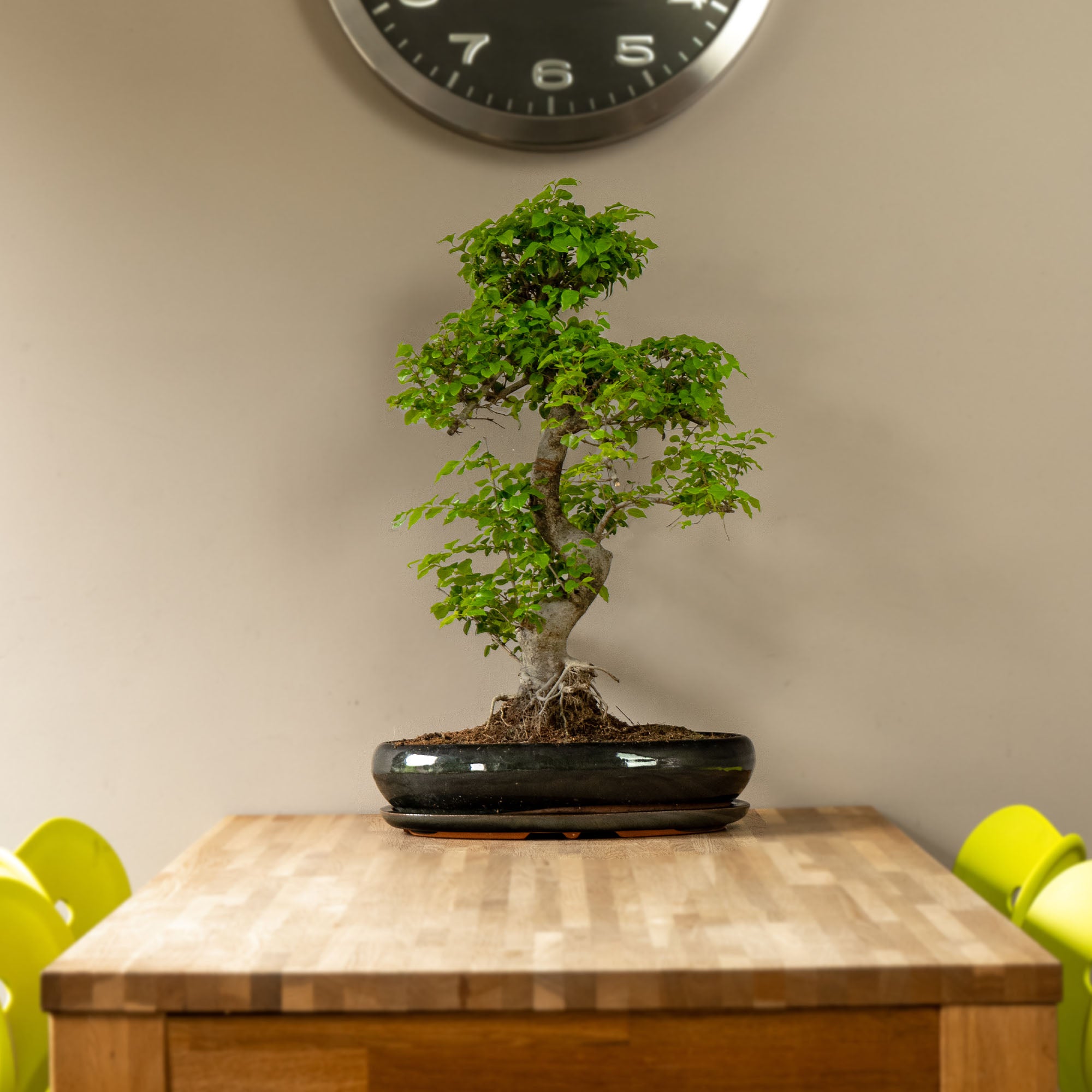 Bonsaiwonder | XL Bonsai bomen Collectie – bonsaiwonder®
