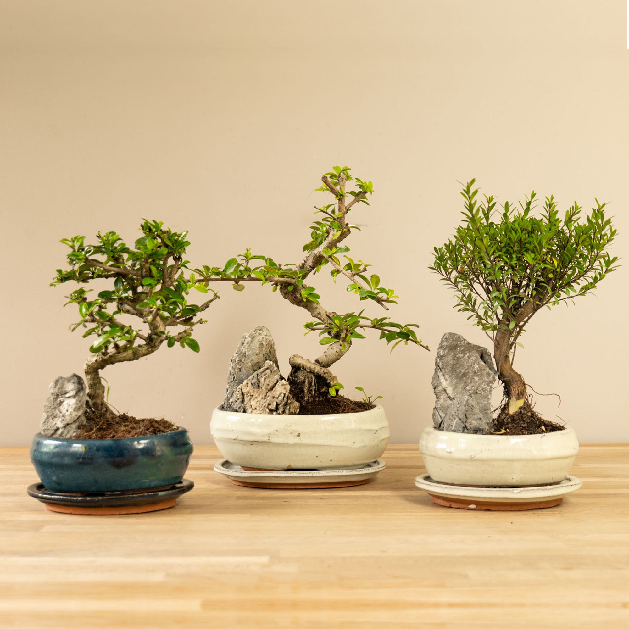 Bonsai Boompjes | Landscape Collectie – bonsaiwonder®