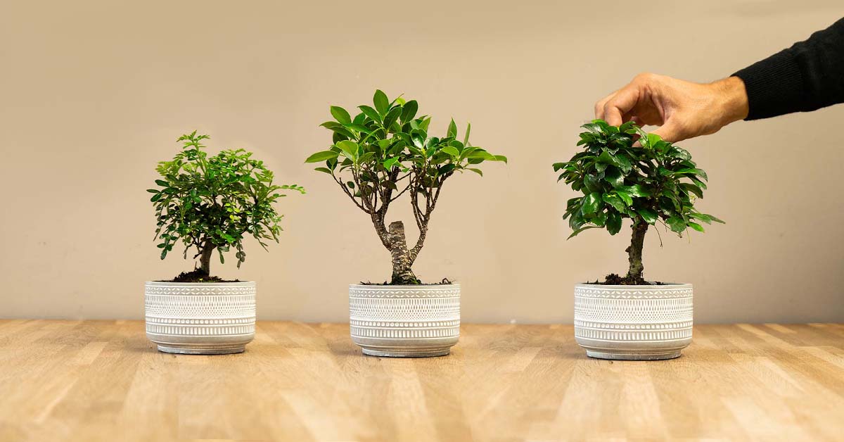 Bonsai bomen – Bonsaiwonder
