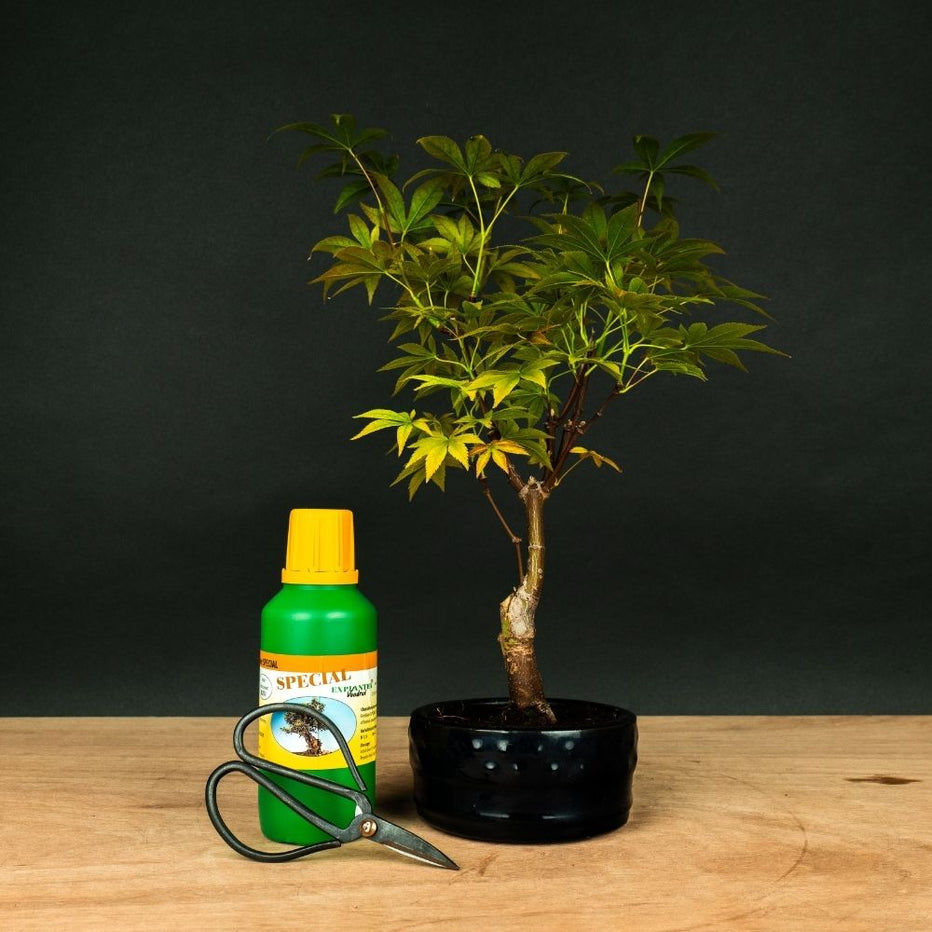 Acer (Esdoorn) - Bonsai Starterset voor buiten - Bonsaiwonder ...