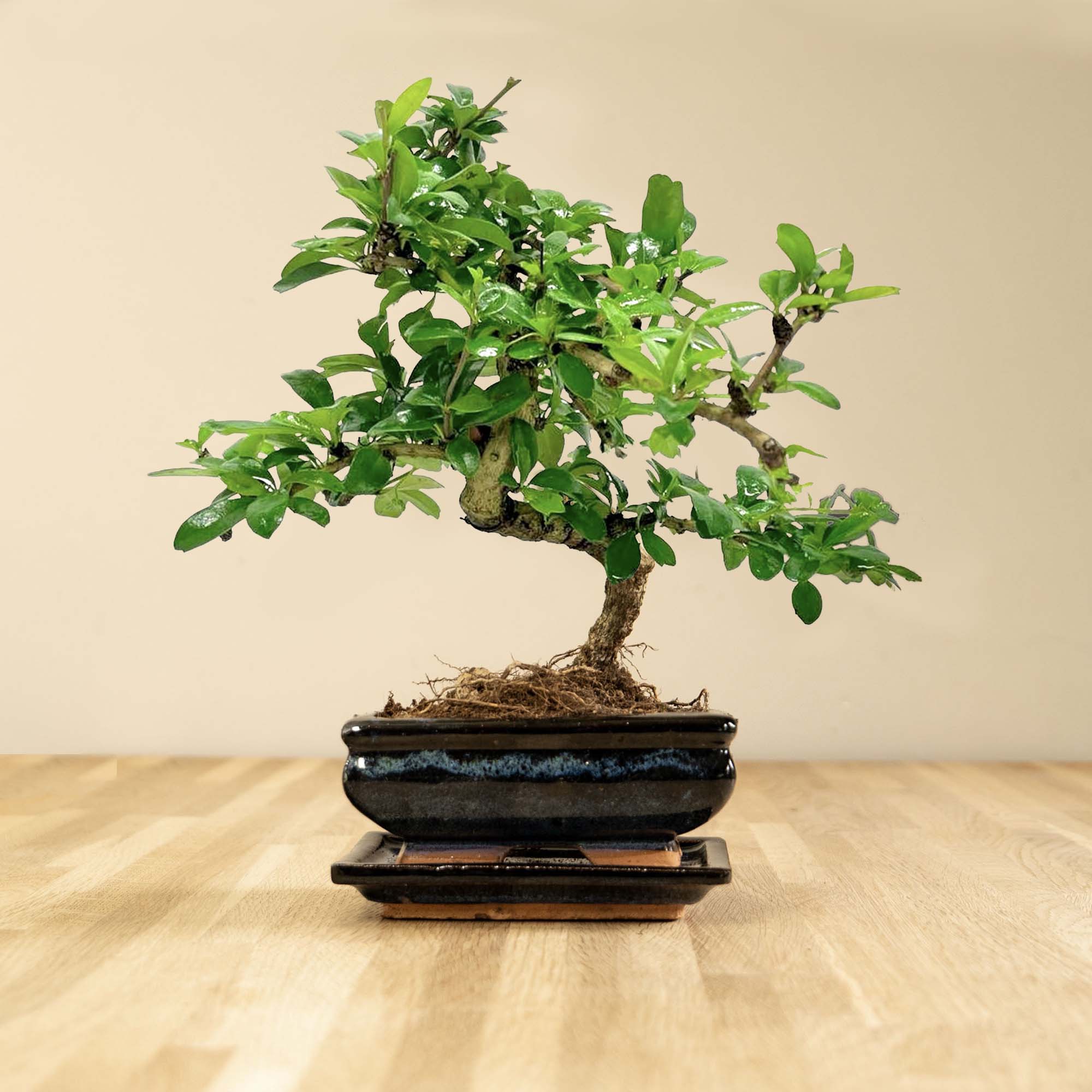 Bonsai boom verzorgen: alles wat je moet weten – bonsaiwonder®