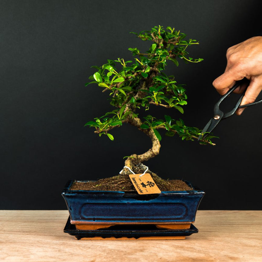 Bonsai Verzorging - Lees hier alles over de verzorging van Bonsais ...