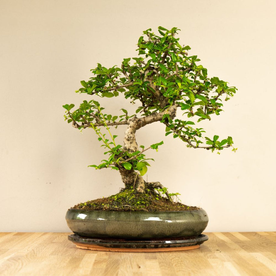 Bonsai boom kopen? Bekijk authentieke bonsais | Bonsaiwonder ...