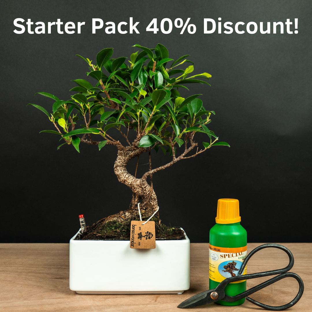 Ficus (Retusa/Ginseng) Bonsai Care – bonsaiwonder®
