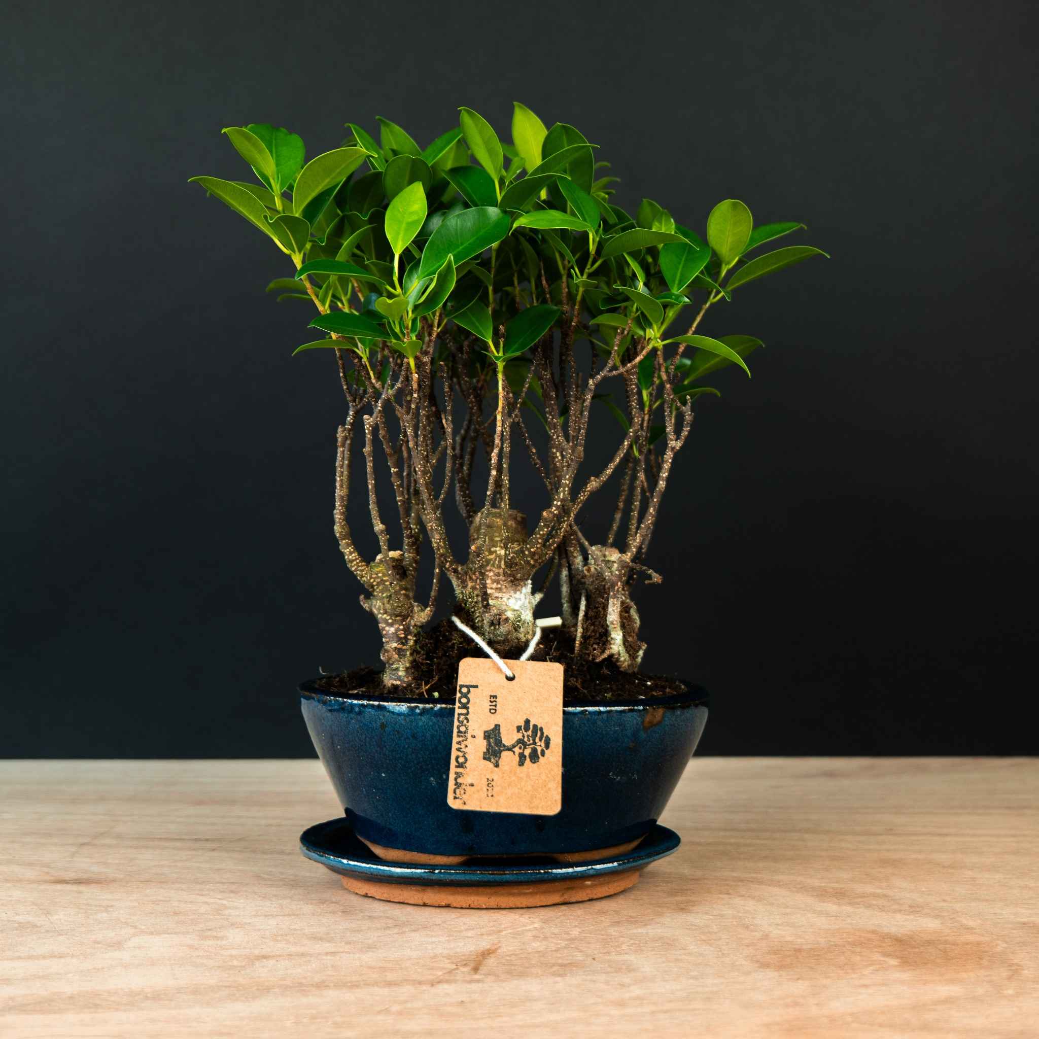 Bonsai Forest Combo deal! - 5 year old indoor bonsais | Bonsaiwonder®