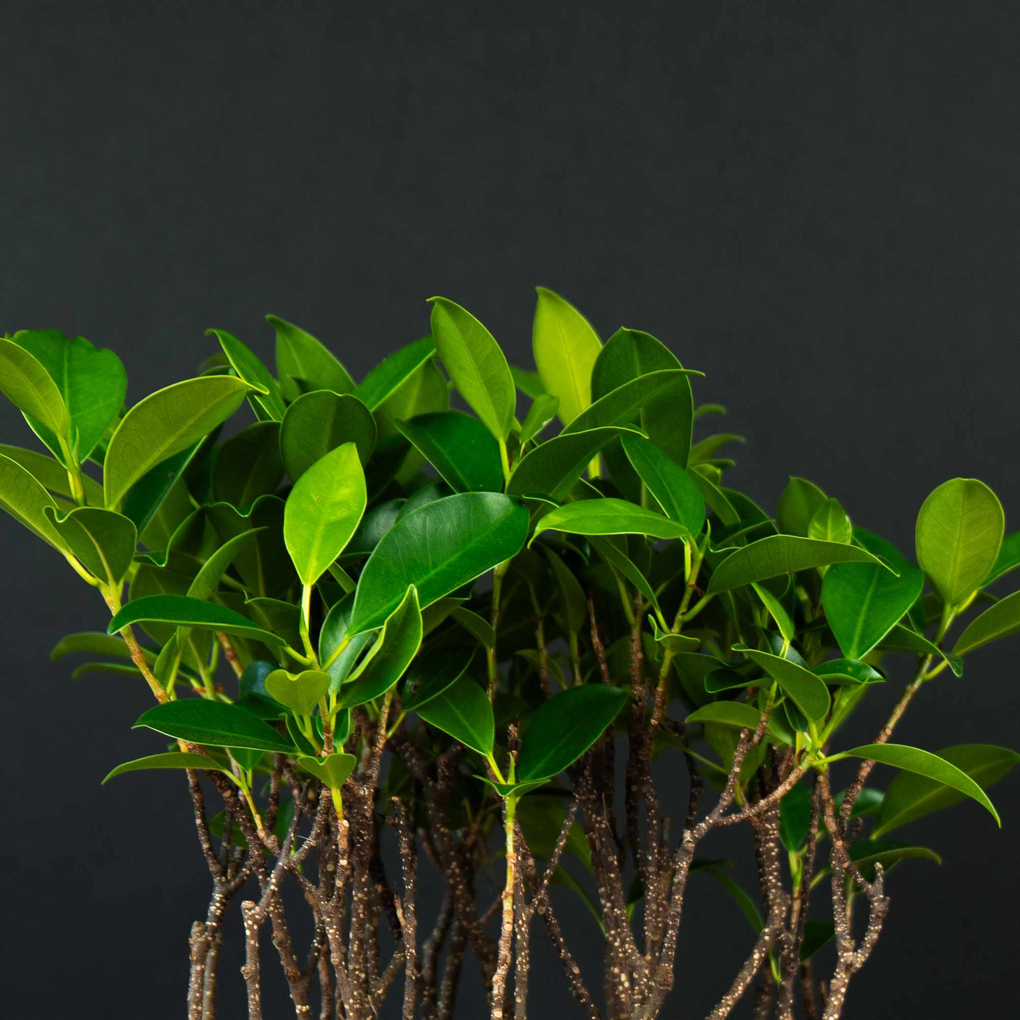 Ficus Forest - 5 jaar oud - binnen bonsai | Bonsaiwonder®