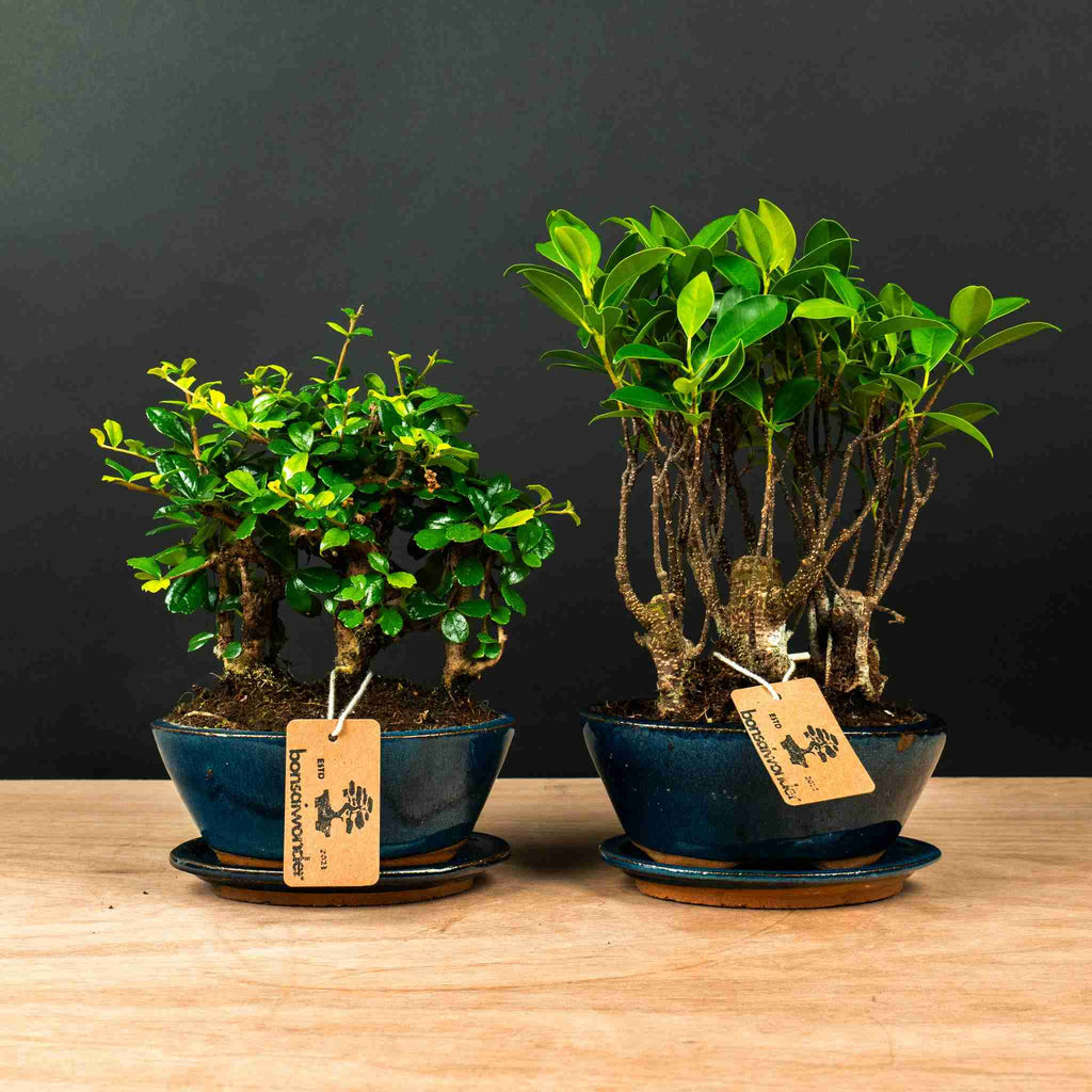 Bonsai Forest Combo deal! - 5 year old indoor bonsais | Bonsaiwonder®