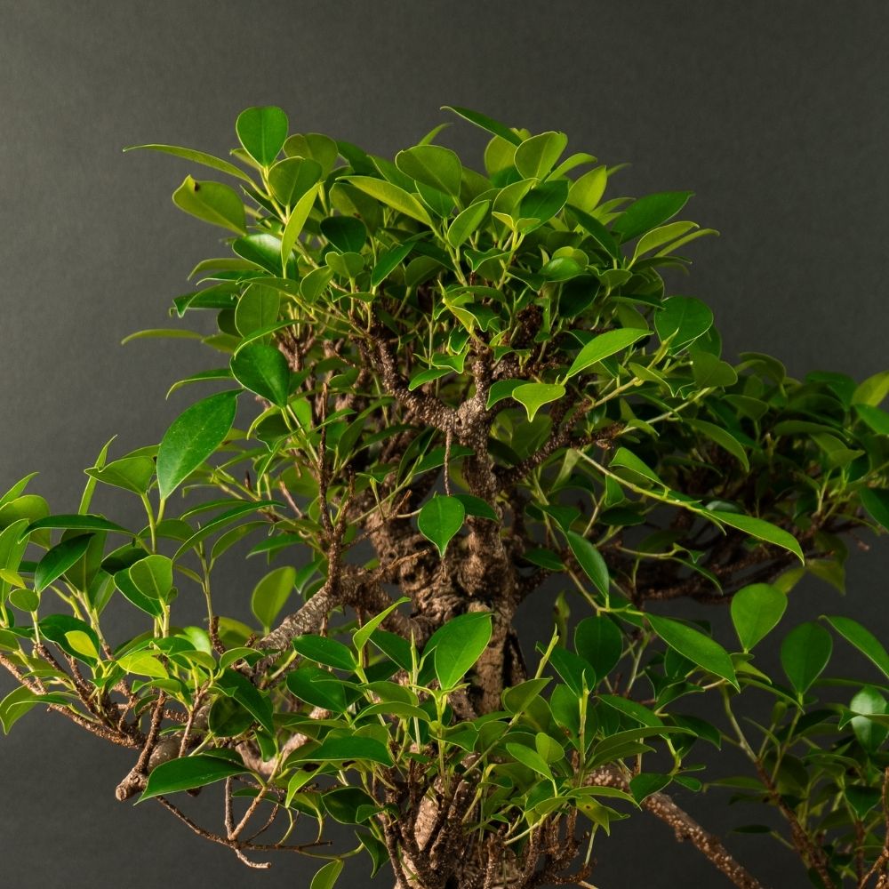 Ficus Furui - 29 years old - indoor bonsai | Bonsaiwonder – bonsaiwonder®