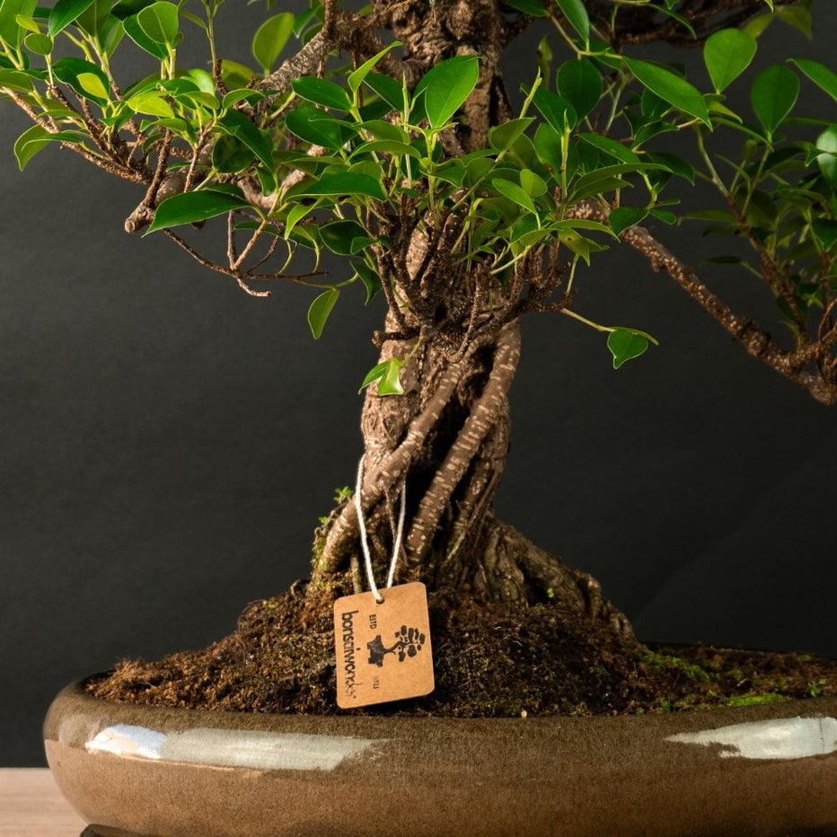 Ficus Furui - 29 jaar oud - binnen bonsai | Bonsaiwonder – bonsaiwonder®