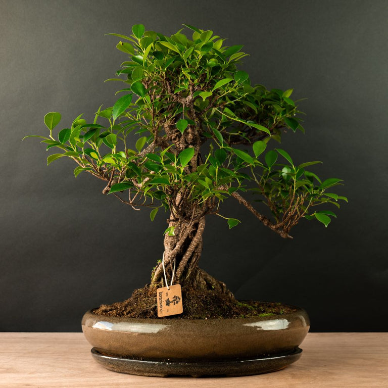 Ficus Furui - 29 years old - indoor bonsai | Bonsaiwonder – bonsaiwonder®