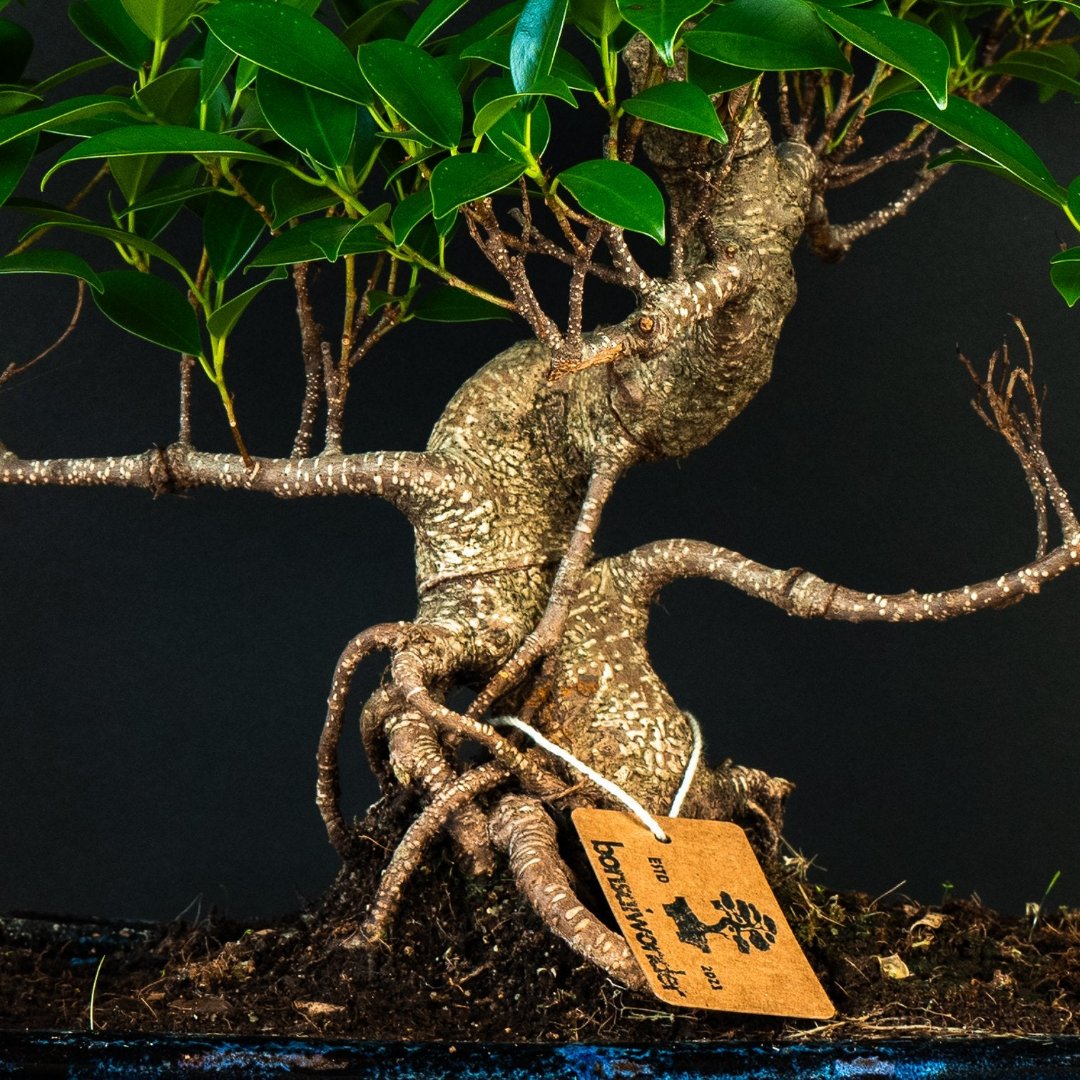 Ficus Bonsai Starter Kit - 17 Jahre - Komplettset | Bonsaiwonder®