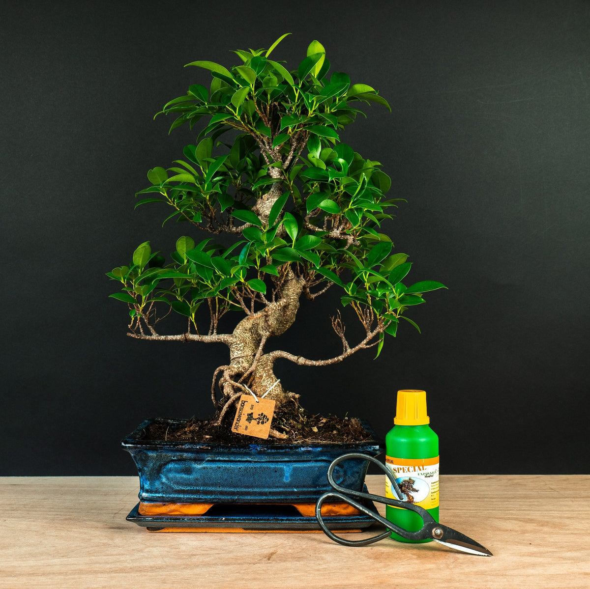 Ficus bonsai Starterkit - 17 years old - Complete set | Bonsaiwonder®