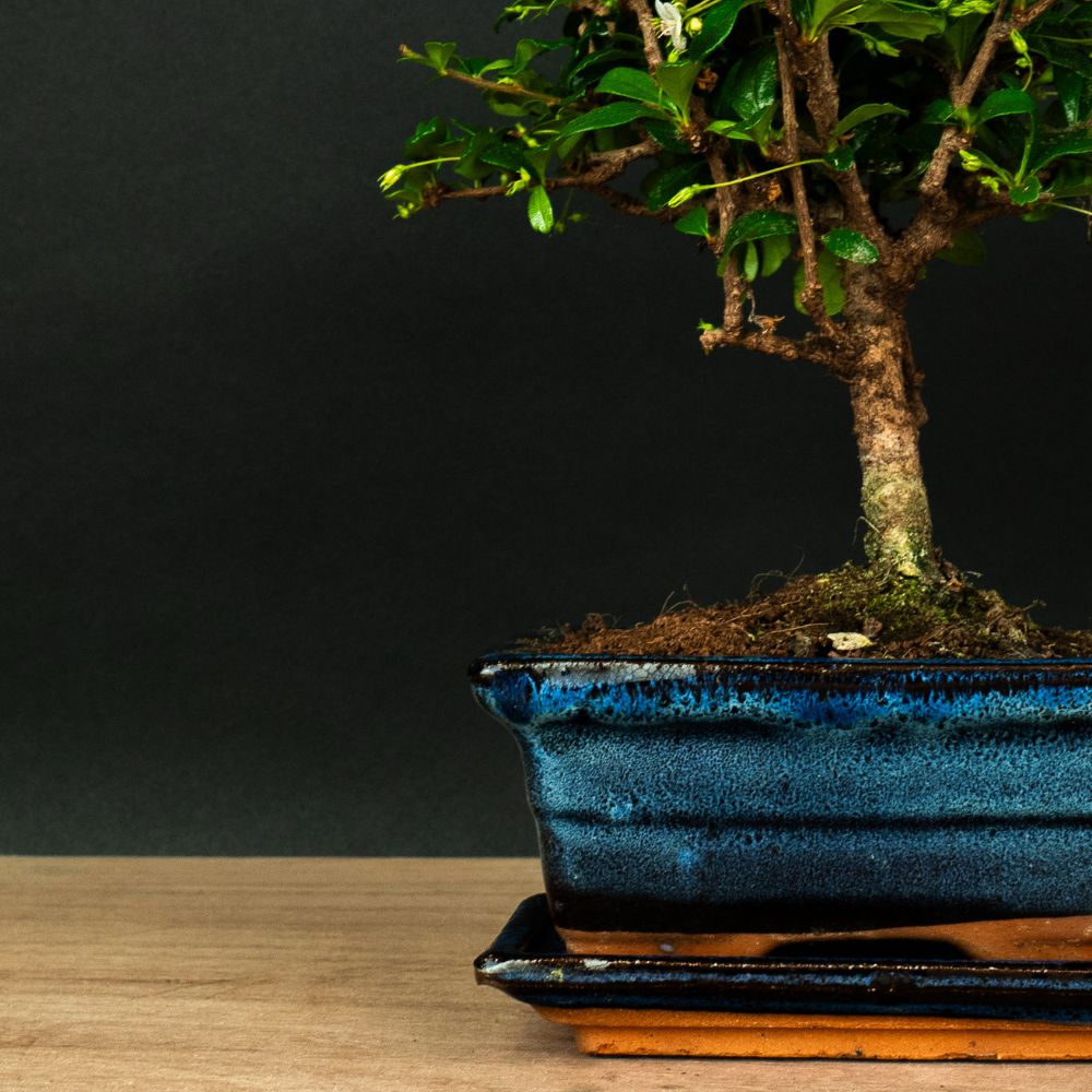 Carmona Ki - Bonsai – Elegante Fukien Tea van 25cm | BONSAIWONDER ...