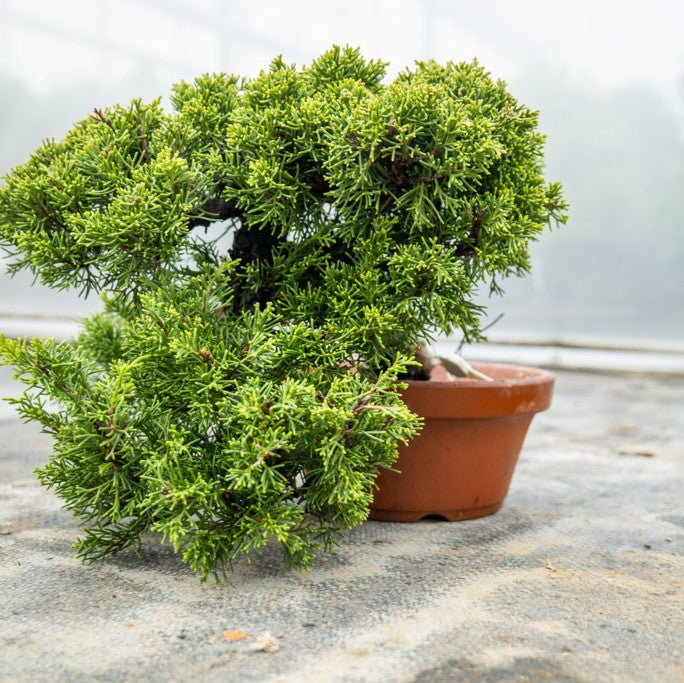 Bonsai wonder | Japanese Bonsai - Juniperus Chinesis Itoigawa No.10 ...