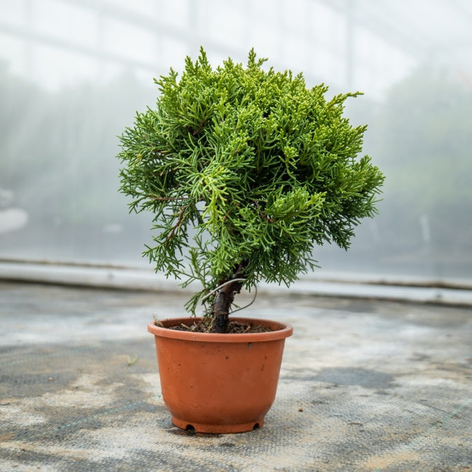 Bonsai wonder | Japanese Bonsai - Juniperus Chinesis No.09 - bonsai ...