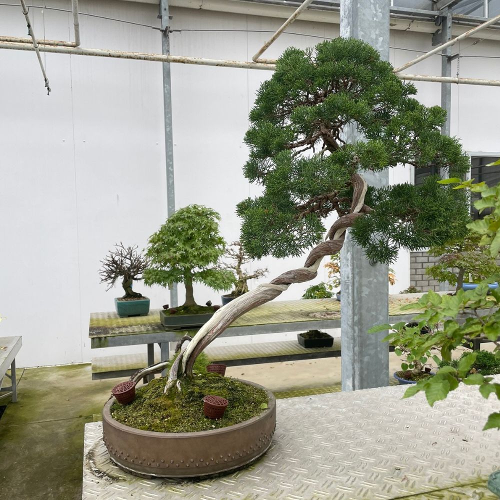 Juniperus Nr.34 - Bonsai 25 jaar oud – Uniek gevlochten stam ...