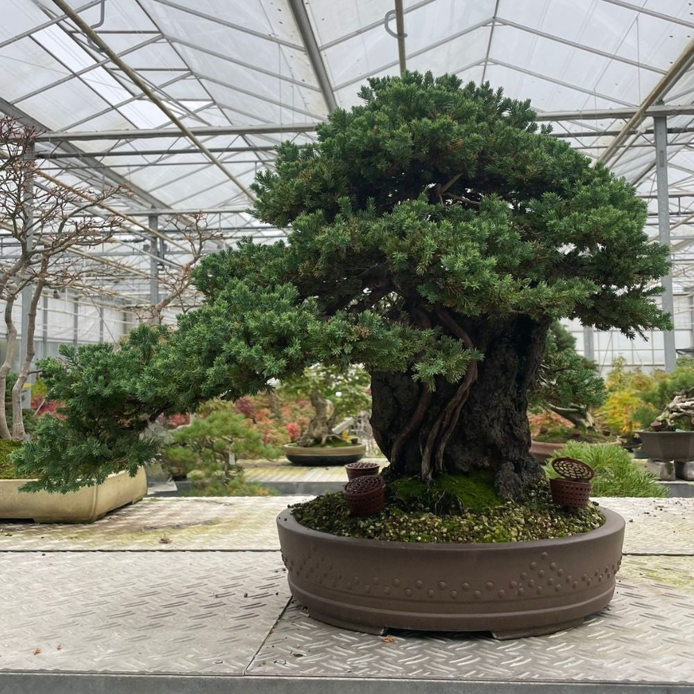 Juniperus Nr.36 - Bonsai 25 jaar oud - Groeit over rots heen ...