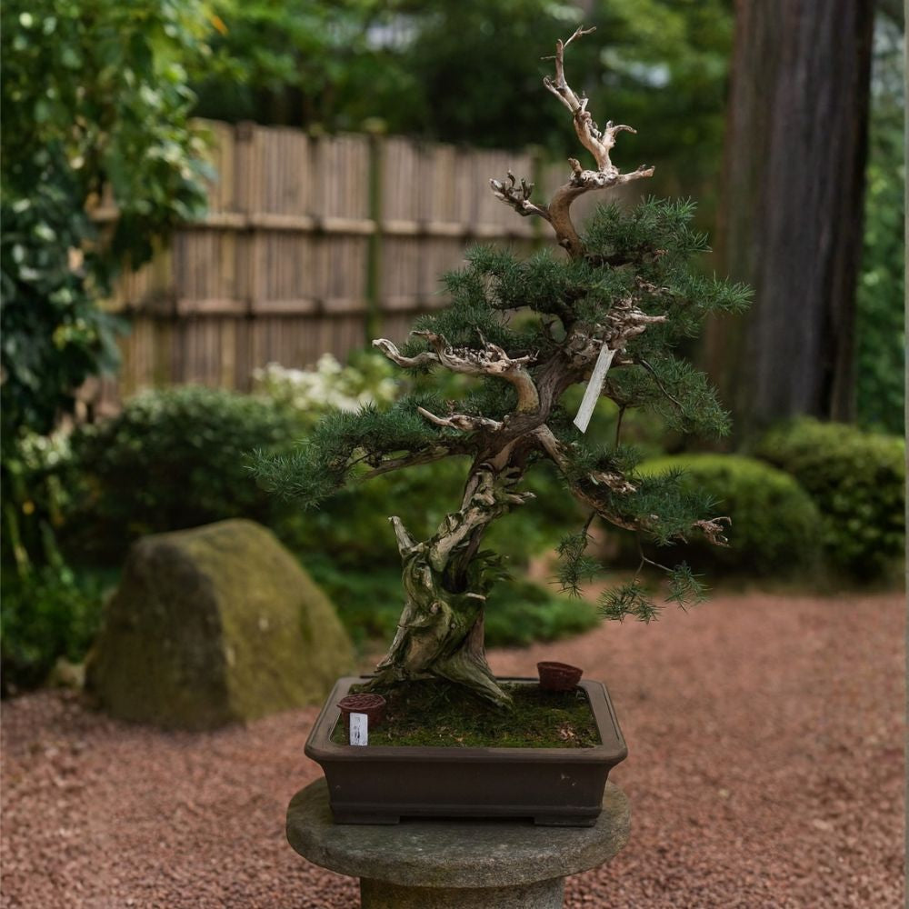 Juniperus Nr.42 - Bonsai 20 jaar oud - uniek exemplaar | Bonsaiwonder ...