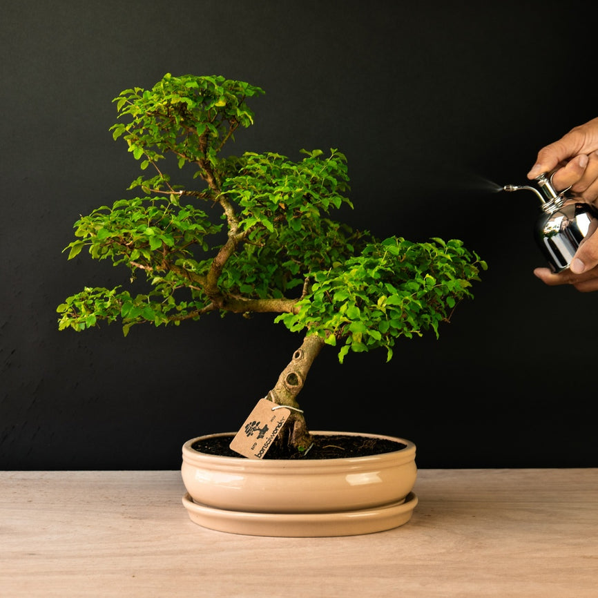 Bonsai Verzorging - Lees hier alles over de verzorging van Bonsais ...