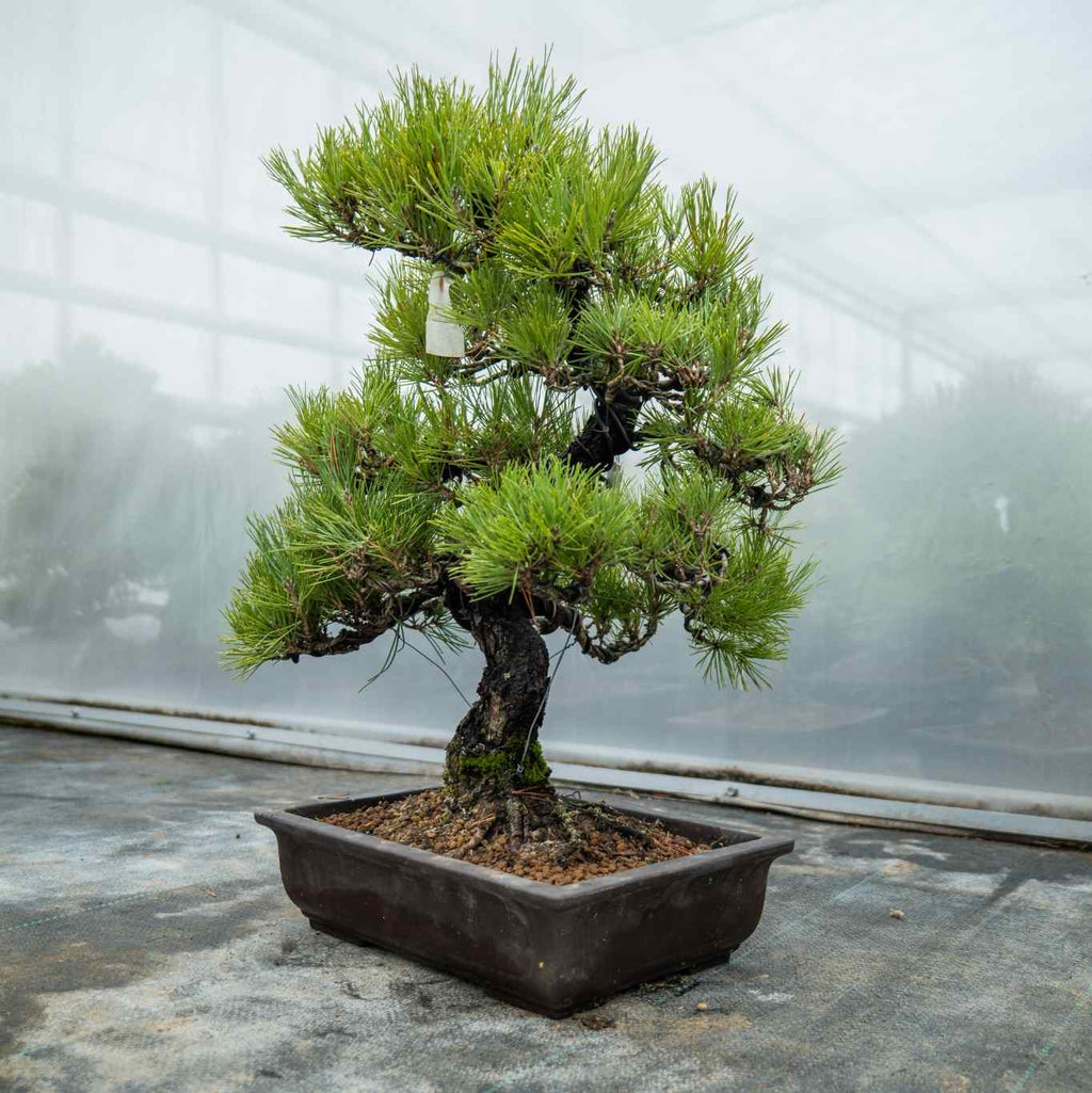 Bonsaiwonder| Japanse Bonsai - Pinus Thunbergii Nr.02 – bonsaiwonder®