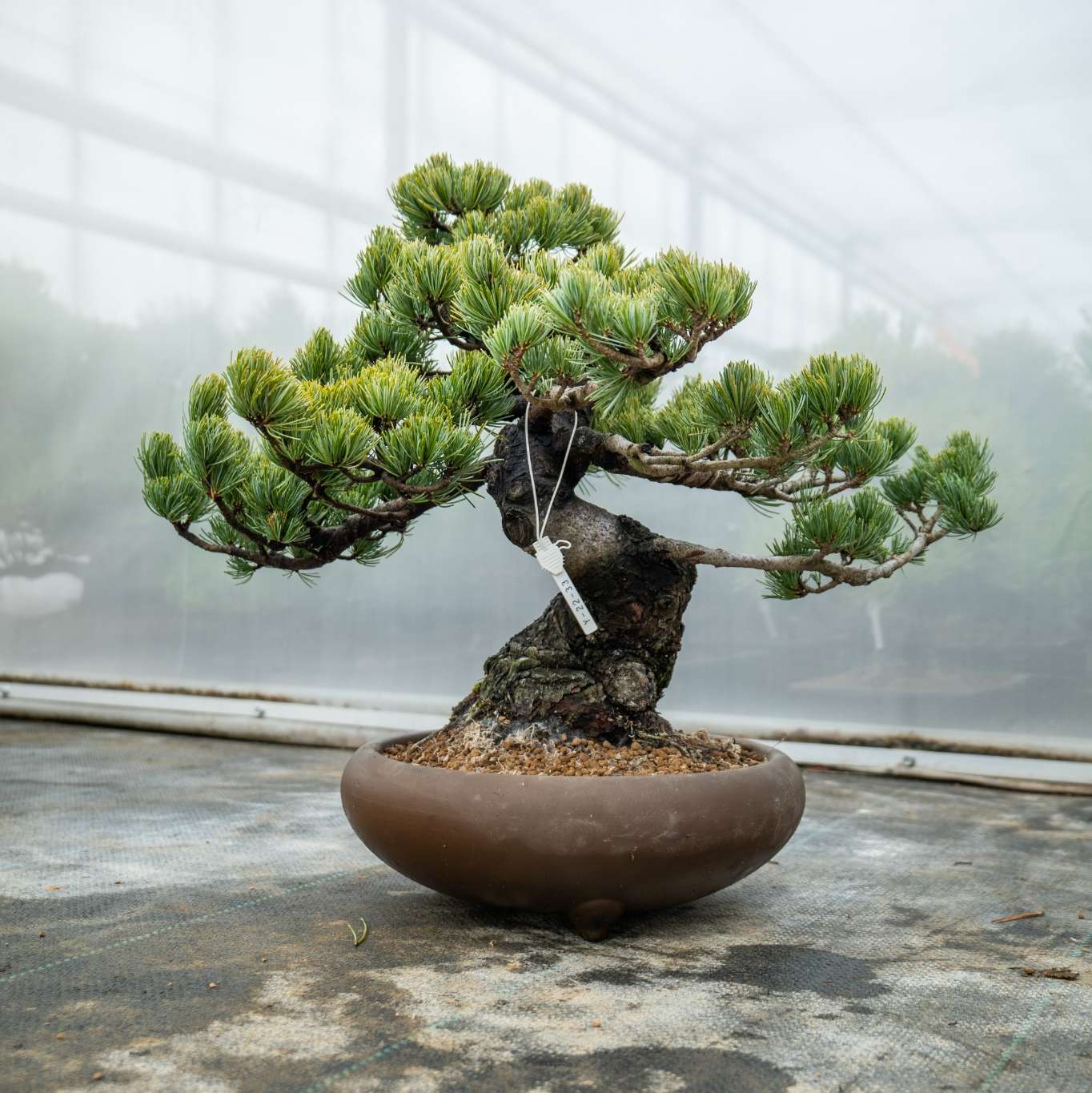 Bonsaiwonder | Japanse Bonsai - Pinus Parviflora Nr.11 - bonsai boom ...