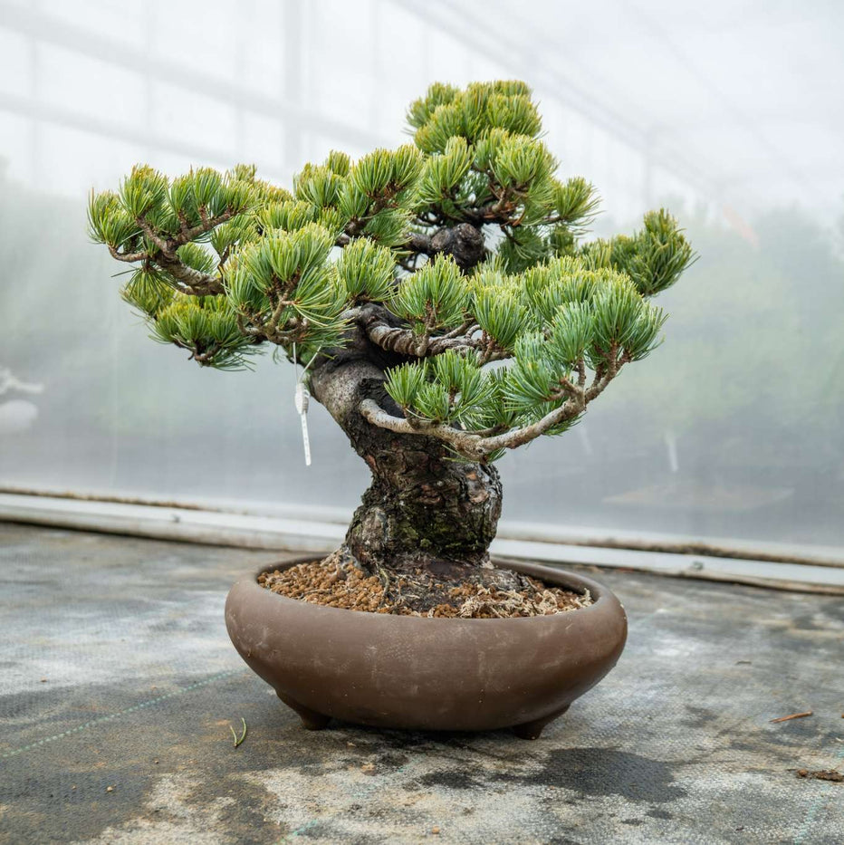Bonsaiwonder | Japanse Bonsai - Pinus Parviflora Nr.11 - bonsai boom ...
