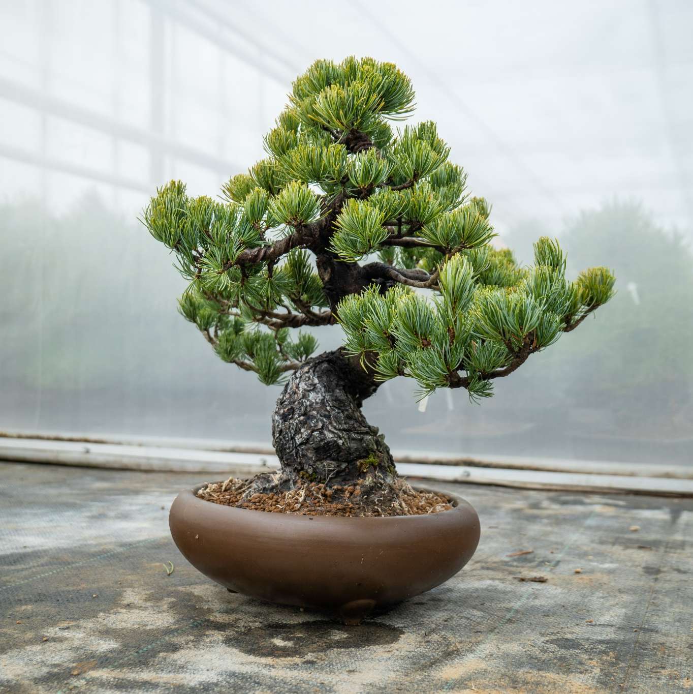Bonsaiwonder | Japanse Bonsai - Pinus Parviflora Nr.11 - bonsai boom ...