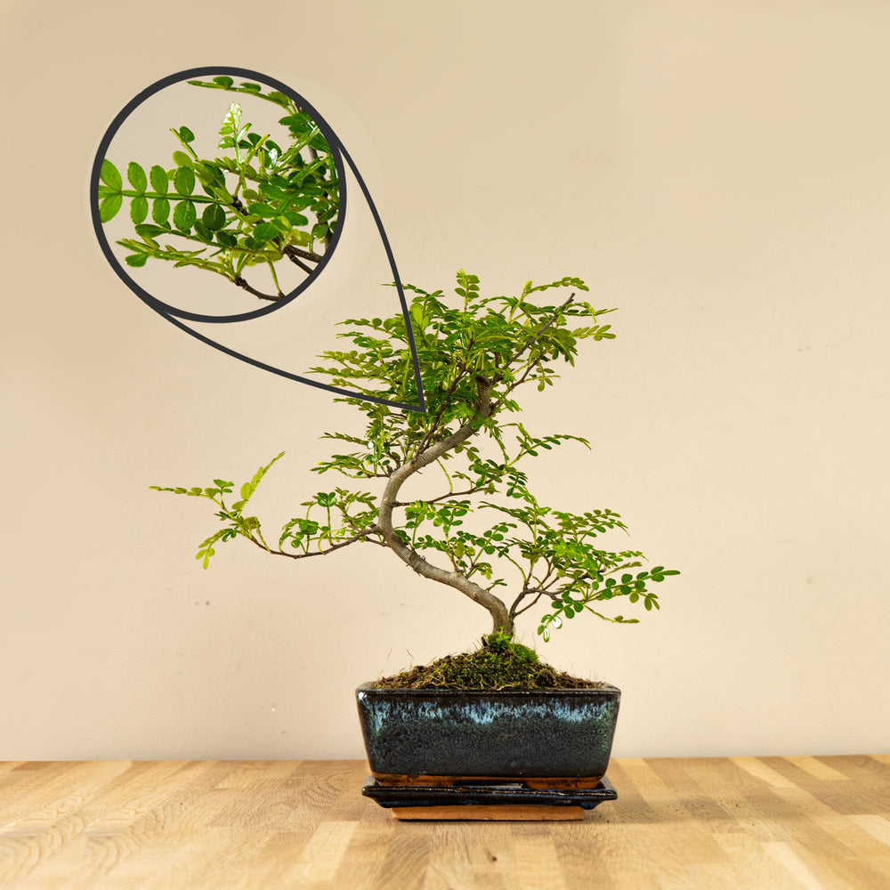 Verzorging Zanthoxylum (chinese peper) Bonsai – bonsaiwonder®