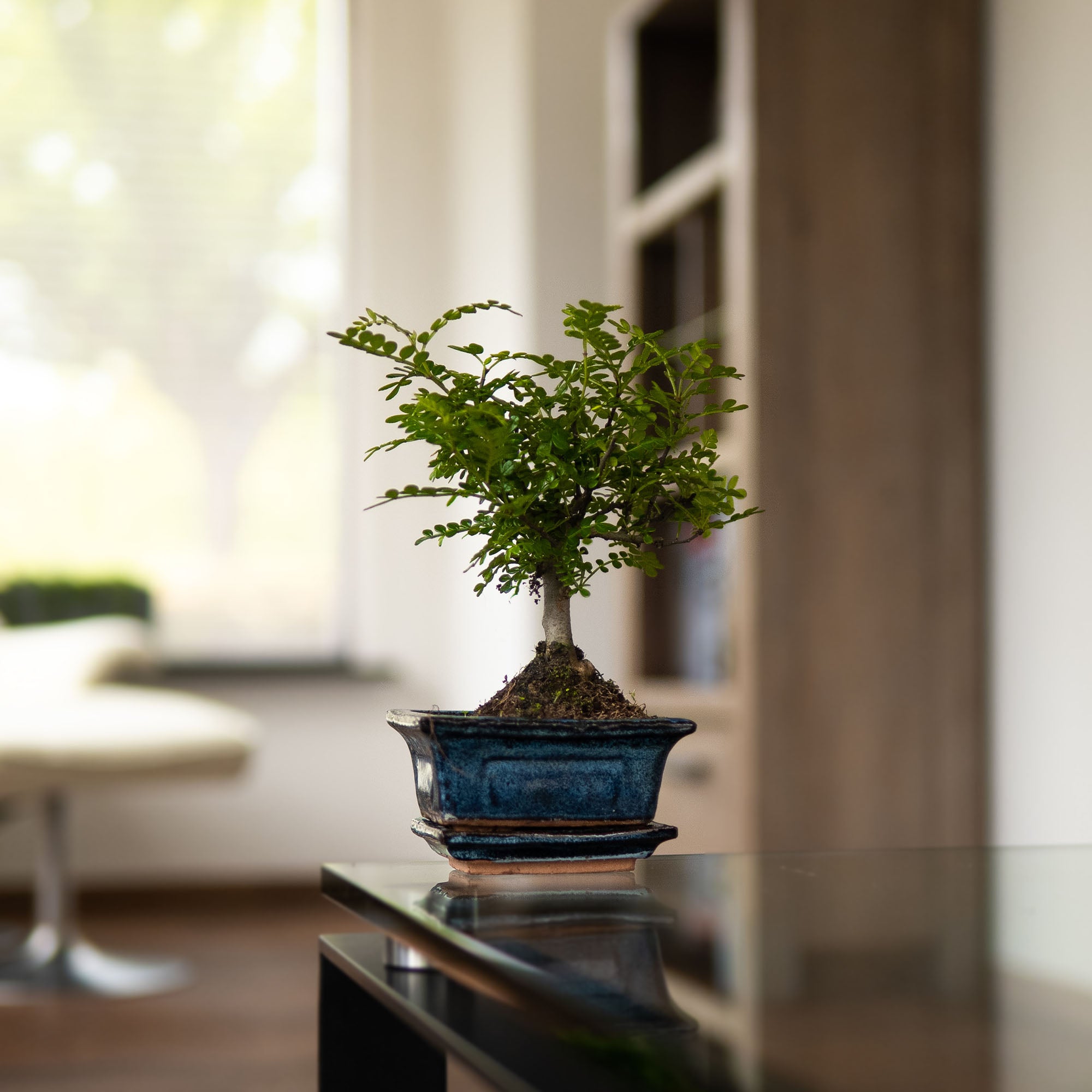 Verzorging Zanthoxylum (chinese peper) Bonsai – Bonsaiwonder