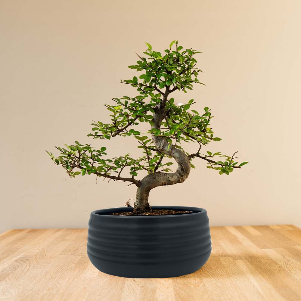 Zelkova Marui - Bonsai boom voor binnen - 14 jaar oud - Gratis ...